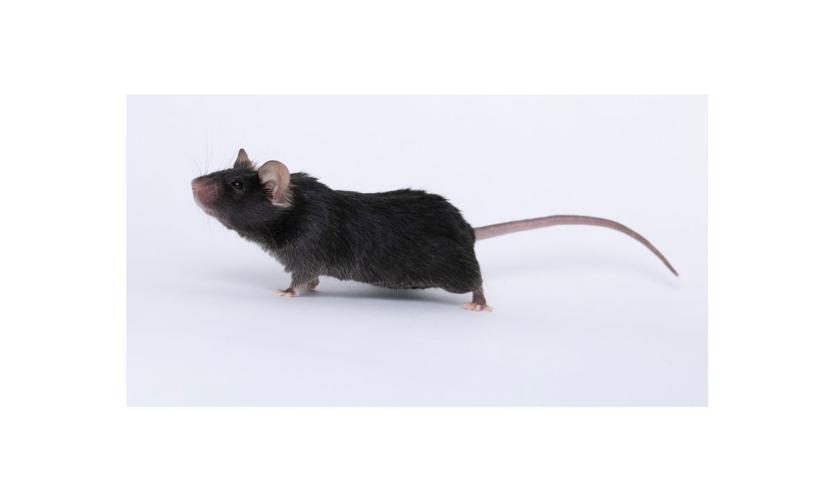 Jackson Lab’s “Mighty Mice” head to space | News | ellsworthamerican.com