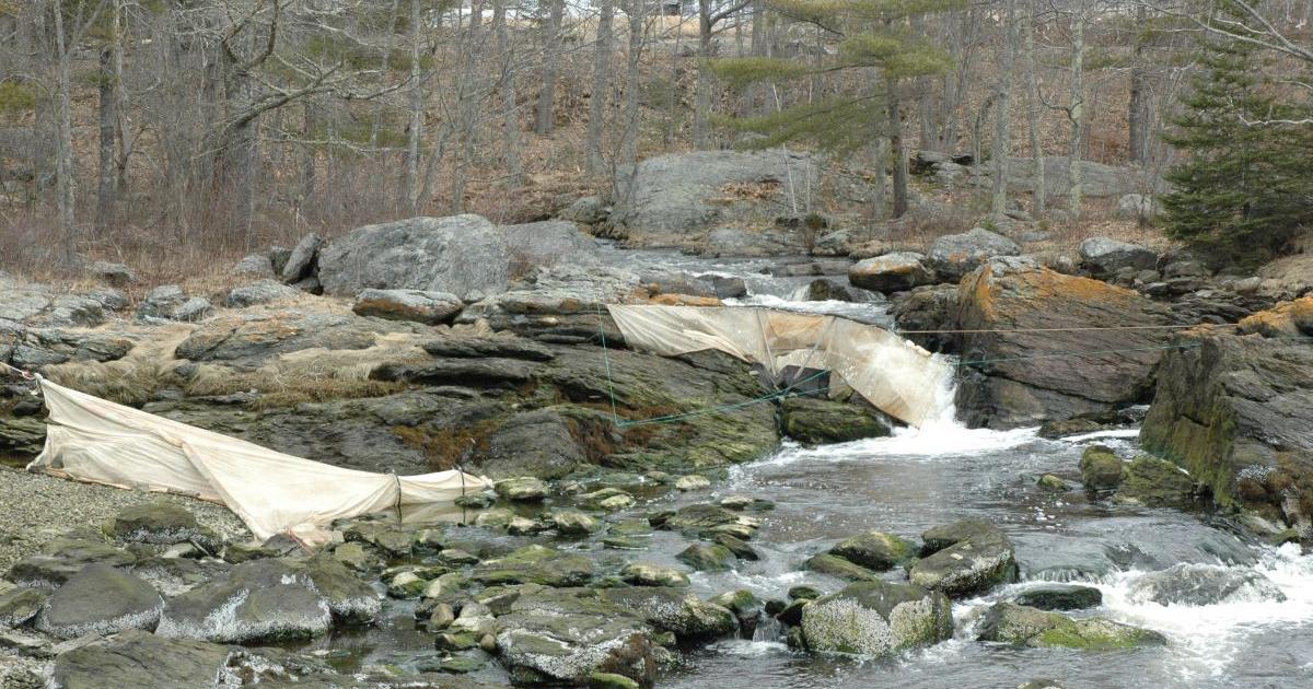 Elver season opens Sunday | News | ellsworthamerican.com