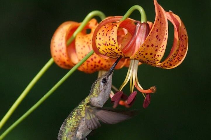 Restoring native plants to the Maine landscape | Home & Garden ...