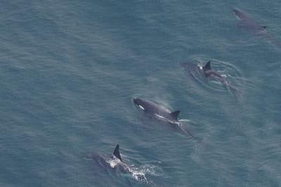 Rare killer whale pod off Nantucket | Waterfront | ellsworthamerican.com