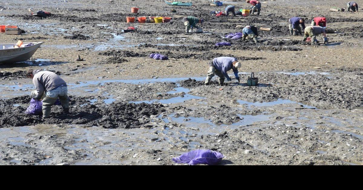 Clammers clamor over clam flats | News | ellsworthamerican.com