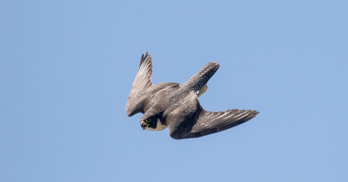 Trails closed for falcons | Environment | ellsworthamerican.com
