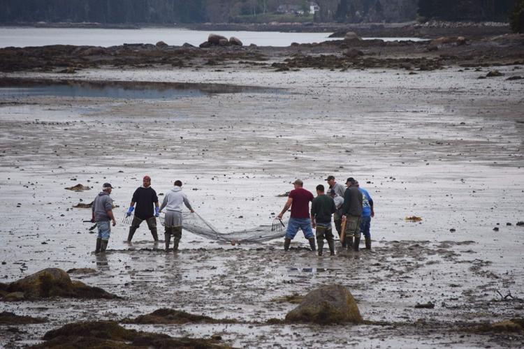 Clammers work to preserve their livelihood through seeding effort ...