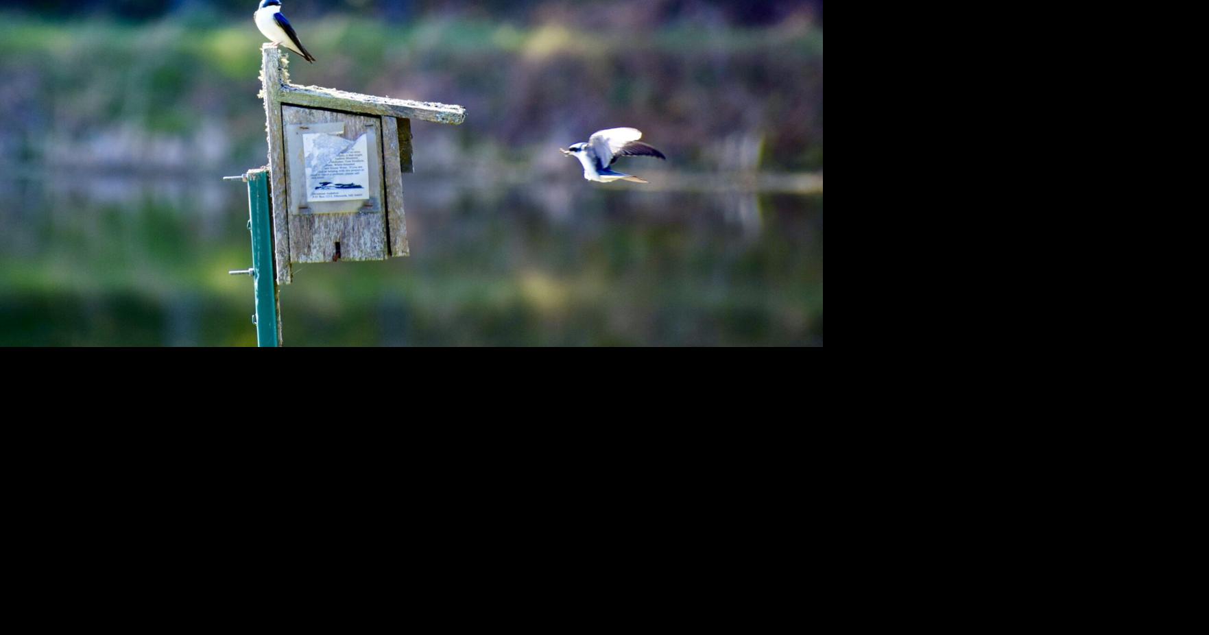 Flying into spring: The joy of birding on MDI | | ellsworthamerican.com