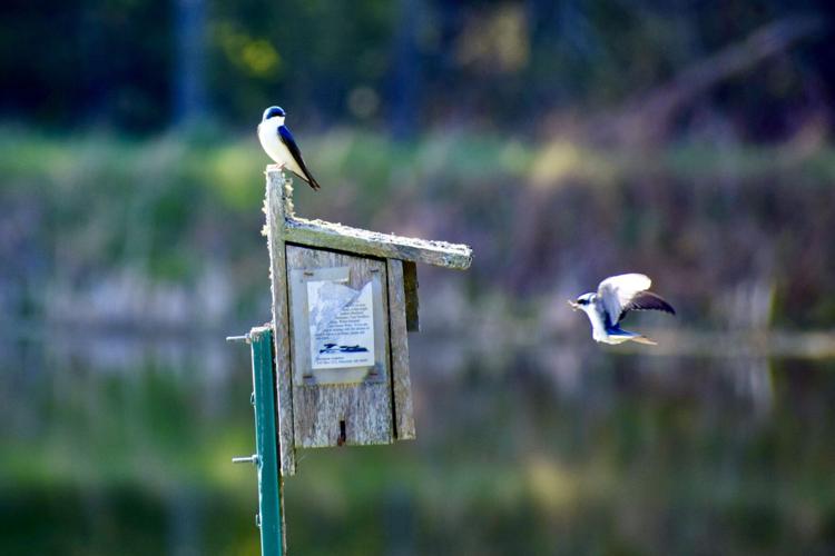 Flying into spring: The joy of birding on MDI | | ellsworthamerican.com