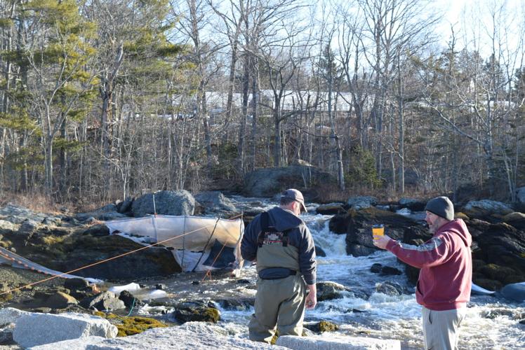 Elvers are running and the fyke nets are out | Waterfront ...