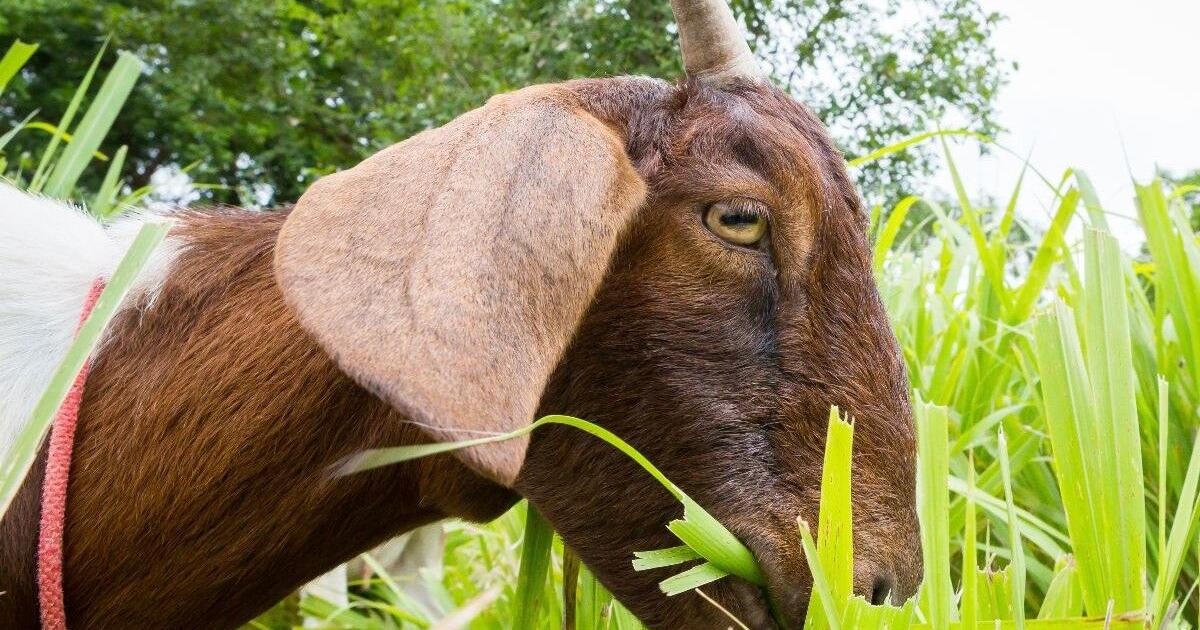 The scoop on goat poop | Archives | ellsworthamerican.com