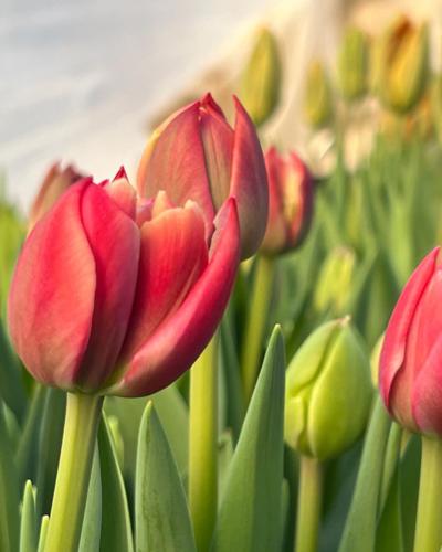 Growing tulips in the winter is all in a day's work for Bar Harbor ...