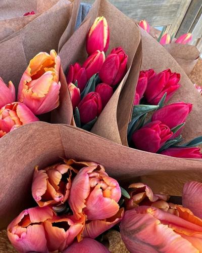 Growing tulips in the winter is all in a day's work for Bar Harbor ...