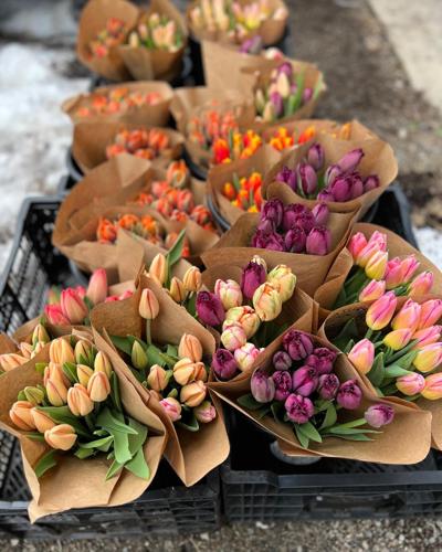 Growing tulips in the winter is all in a day's work for Bar Harbor ...