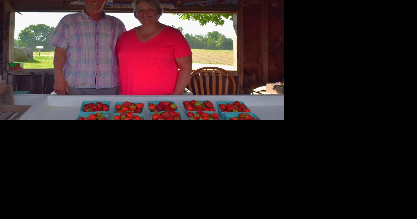 Sweetening up summer with strawberry season at Homewood Farm | Business ...