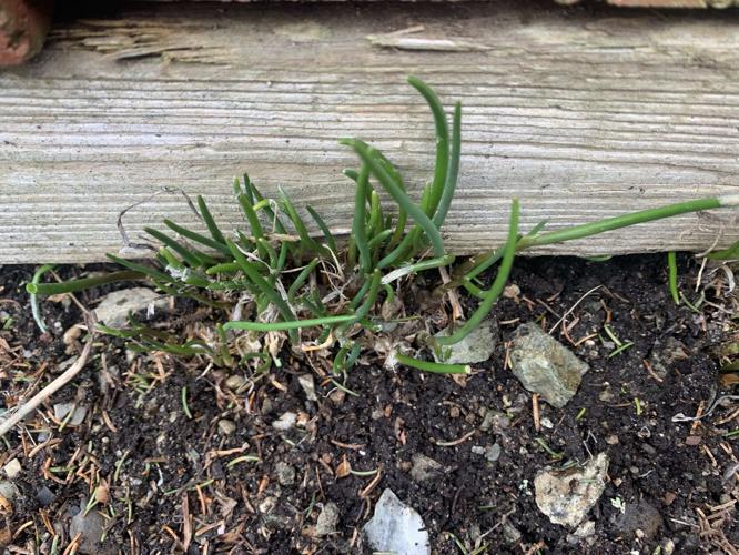 Maine Dish: Celebrate early spring with lemon chive vinaigrette | Maine ...