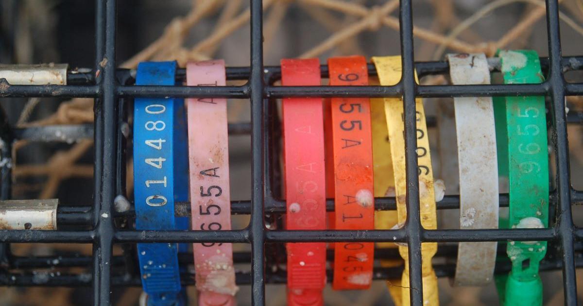 DMR regulates trap tag issue | News | ellsworthamerican.com