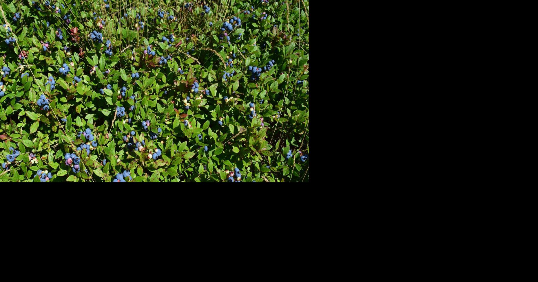 Blueberry growers had challenging season; workshop to teach drought ...