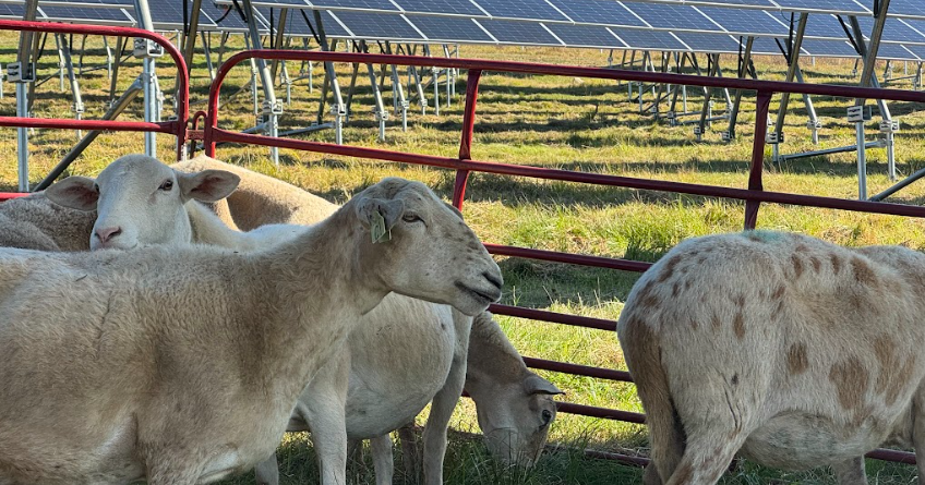 Energy company Nexamp operating new solar farm in Ellsworth | Business ...