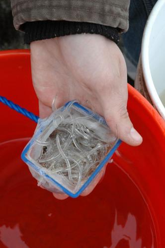 Elver quota almost filled nearly three weeks early | News ...