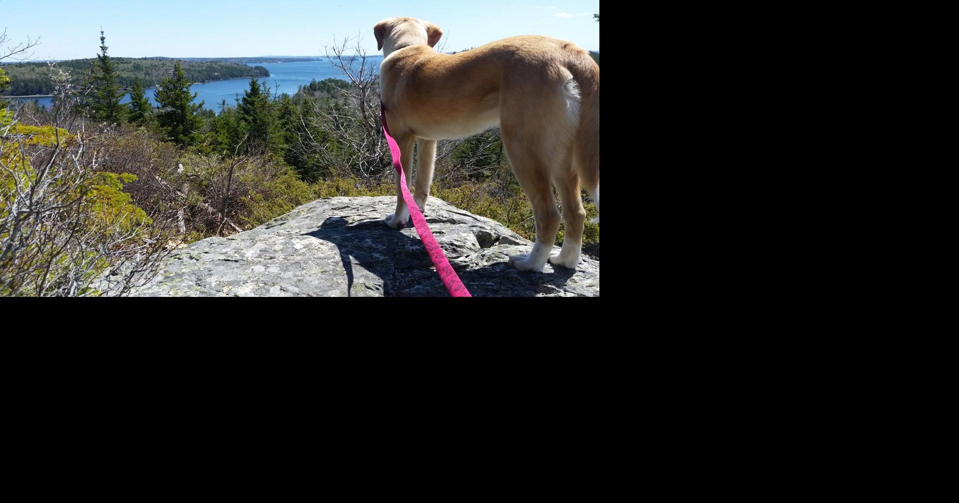 Paws for a moment: Dog owners have options, and responsibilities, when ...