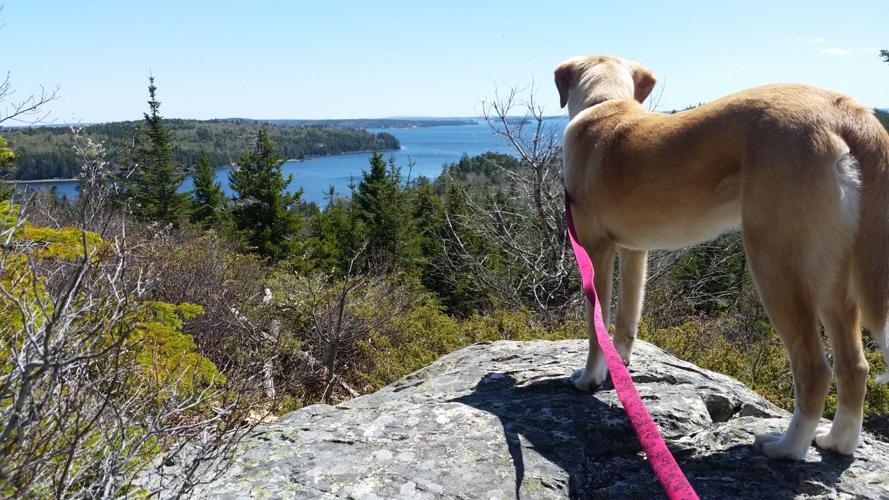 Paws for a moment: Dog owners have options, and responsibilities, when ...