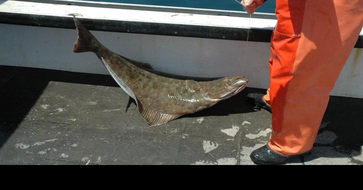 Are Maine halibut heading for trouble? | News | ellsworthamerican.com