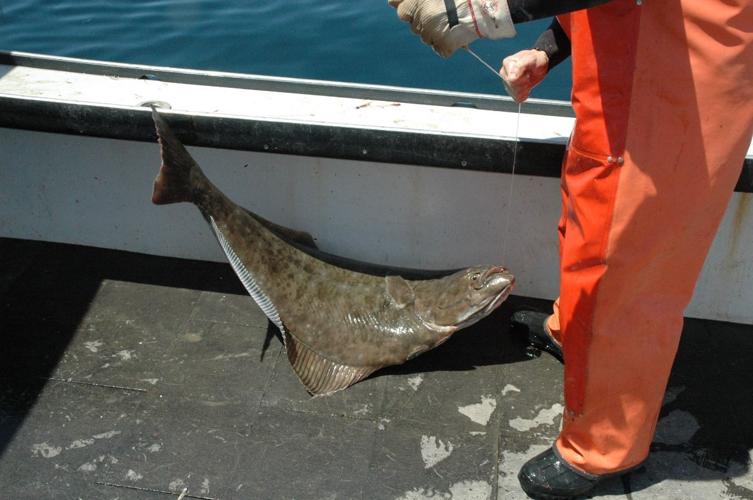 Are Maine halibut heading for trouble? | News | ellsworthamerican.com