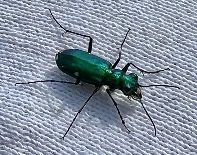 Insect safari: Writer discovers beauteous bugs in backyard | Arts ...