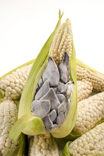 Corn smut: Mexico’s answer to the truffle | Archives ...