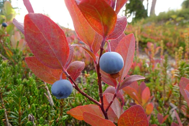 Berry blue: Wild Blueberry Heritage Center aims to educate visitors ...
