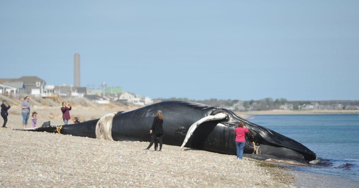 Mother whale, washed ashore on Cape Cod, will wind up at COA | News ...