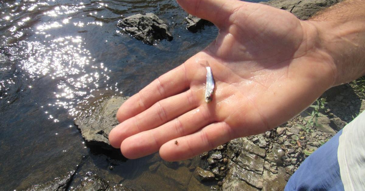 Fish kill observed at Union River Dam | News | ellsworthamerican.com