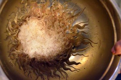 Regulators approve Maine elver quota | News | ellsworthamerican.com