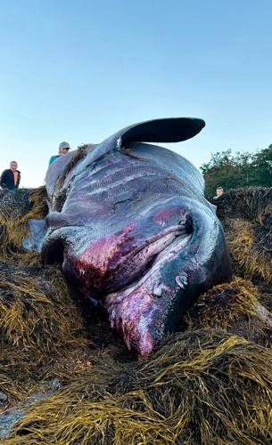 basking shark attack