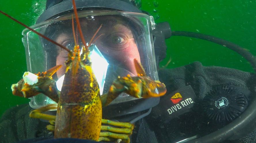 Lobsters and sea stars and crabs, oh my! Diver Ed takes visitors on a ...