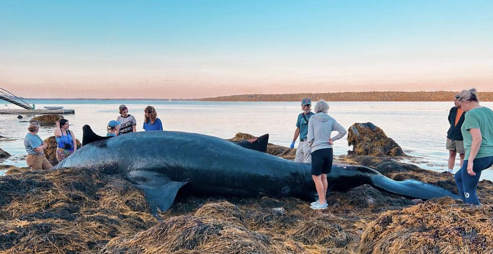 Basking shark washes ashore in Blue Hill | Waterfront ...