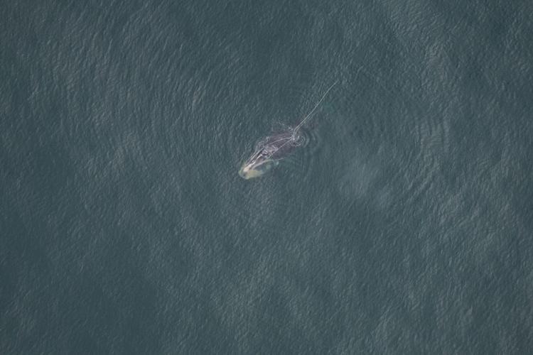 Fishermen reeling as further whale protection measures fast tracked ...