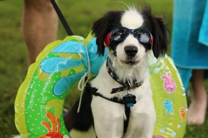 Pet show at the library July 21 | News | ellsworthamerican.com