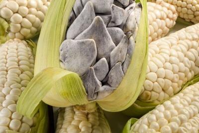 Corn smut: Mexico’s answer to the truffle | Archives ...