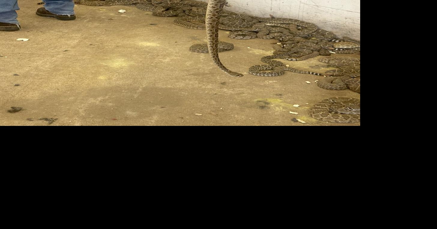 Okeene Rattlesnake Roundup 2025 | Gallery | enidnews.com