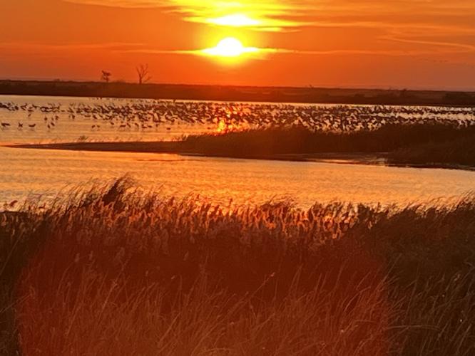 PHOTOS and VIDEO show thousands of sandhill cranes at Salt Plains NWR ...