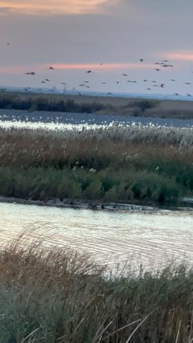 PHOTOS and VIDEO show thousands of sandhill cranes at Salt Plains NWR ...