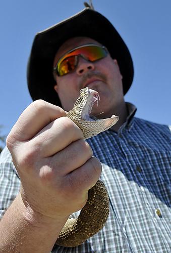 Rattlesnake hunt in Okeene this weekend | Local News | enidnews.com