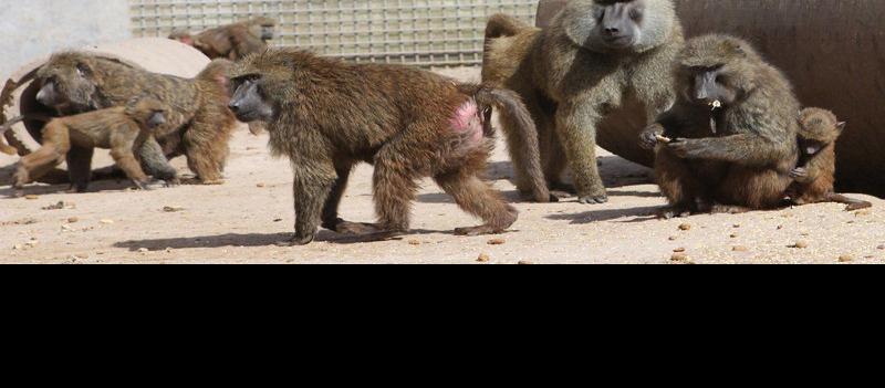 OU ends baboon breeding program | State | enidnews.com