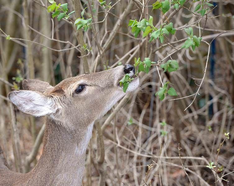 Browse survey gives better deer picture | Ag / Energy | enidnews.com