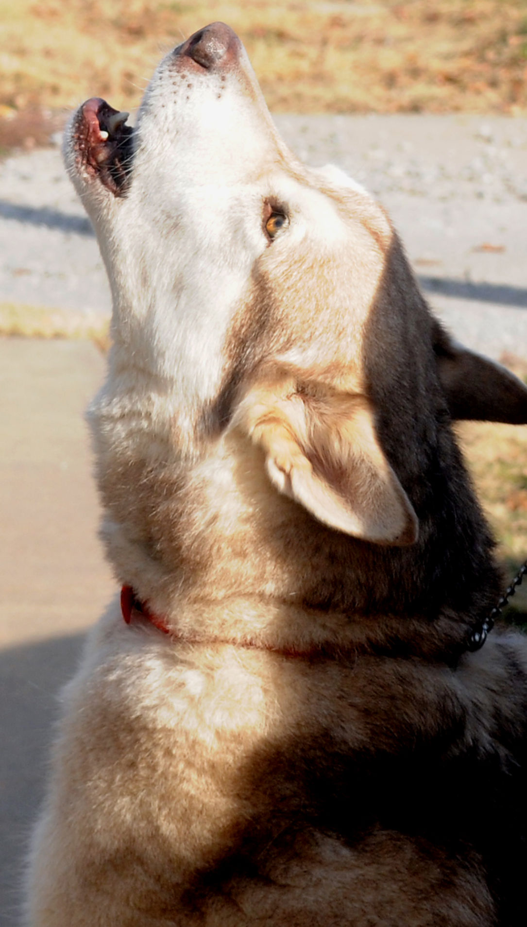 FURever Friends focuses resources on dog rescues | News | enidnews.com