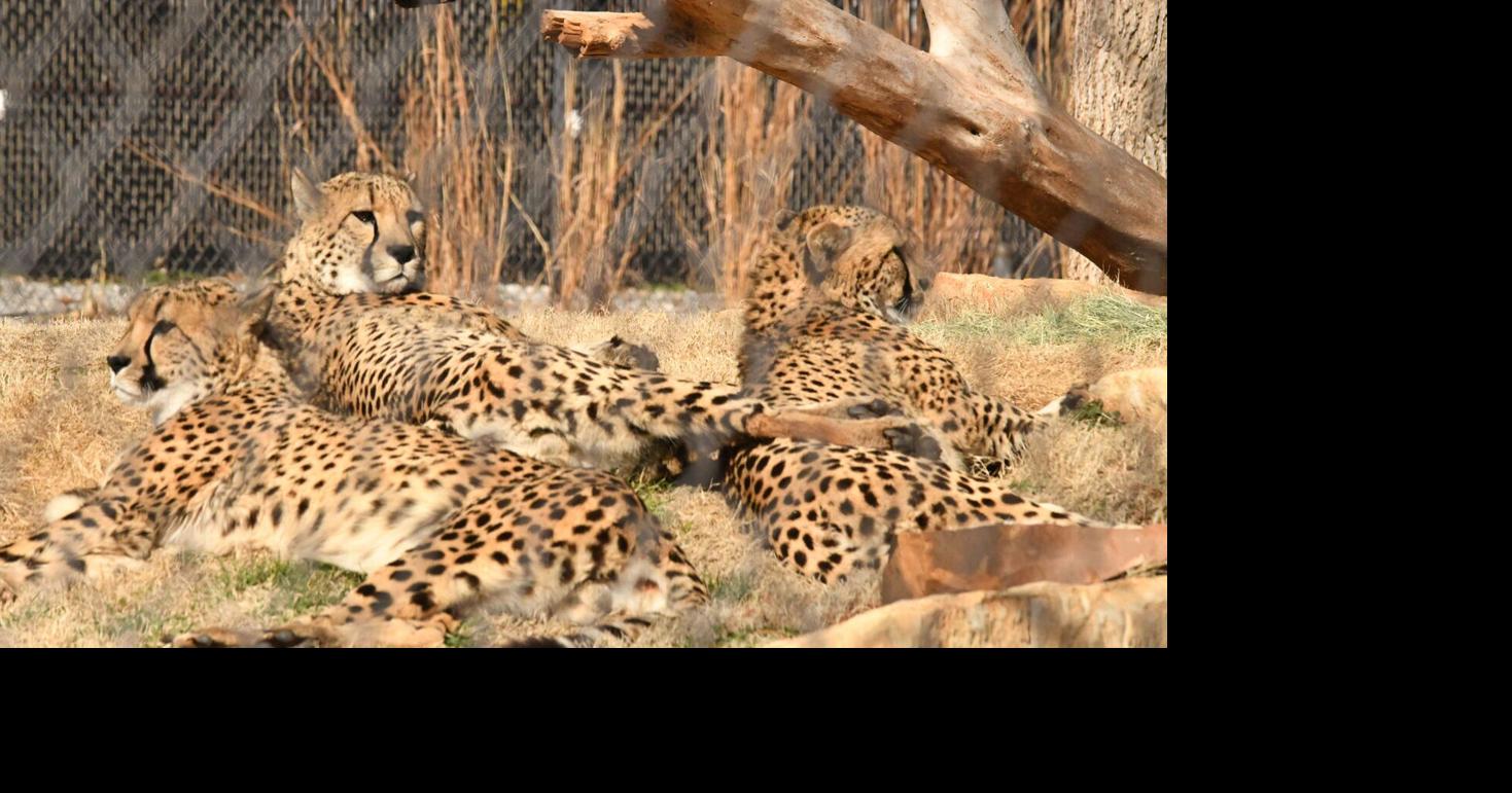 OKC Zoo welcomes 3 male cheetahs to exhibit | News | enidnews.com