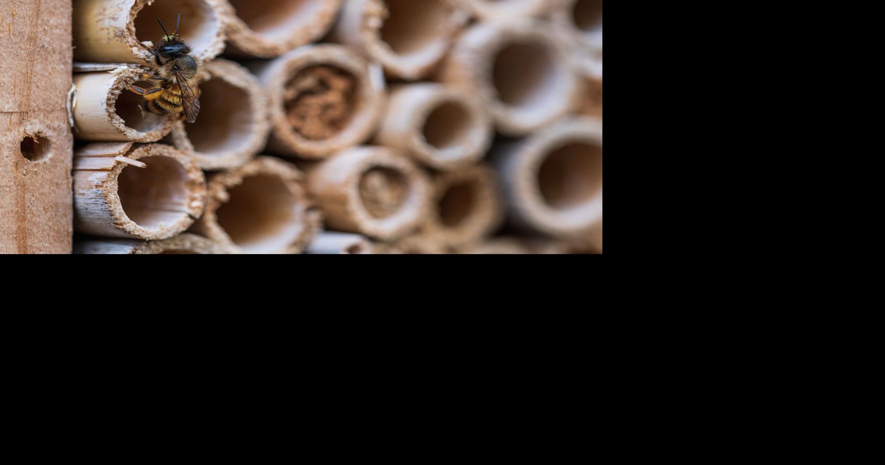 Bee hotels boost native bee populations | Ag / Energy | enidnews.com