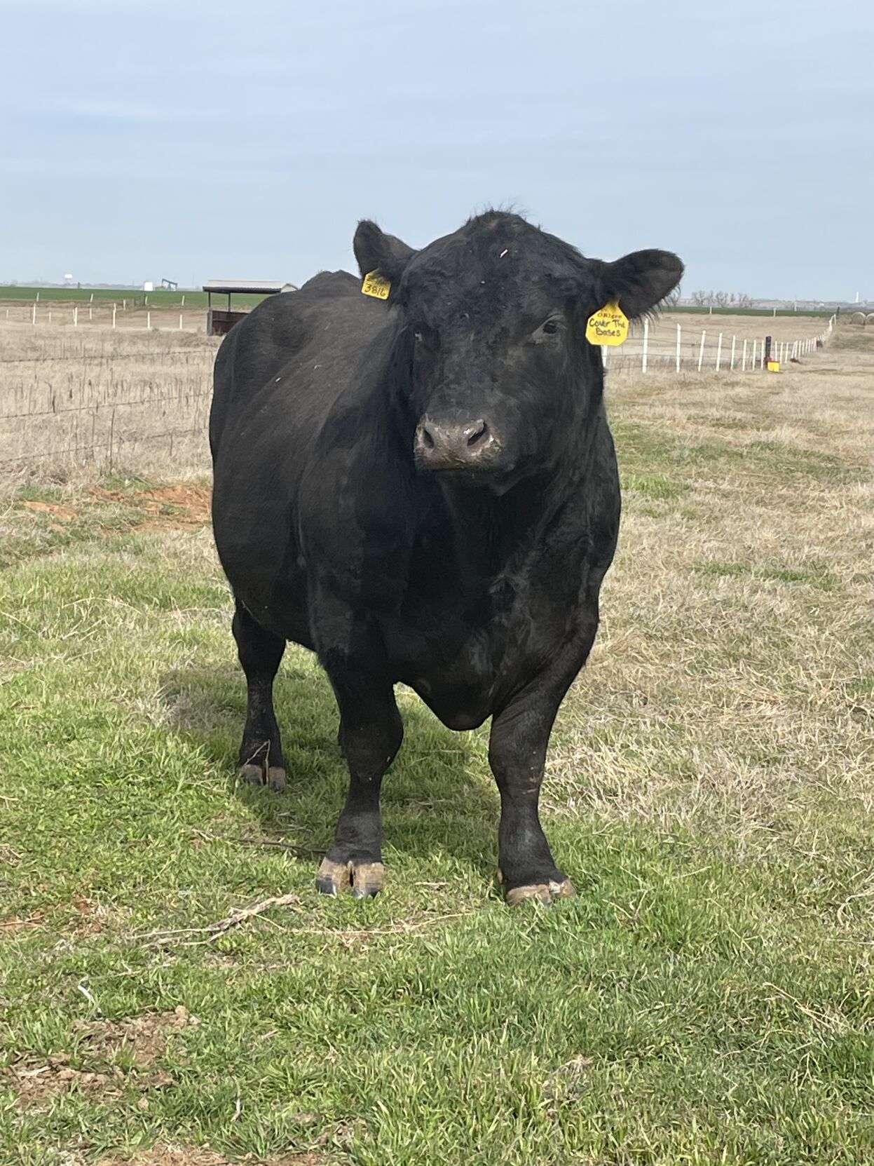 Leading Angus association keeps Pollard busy | Ag / Energy | enidnews.com