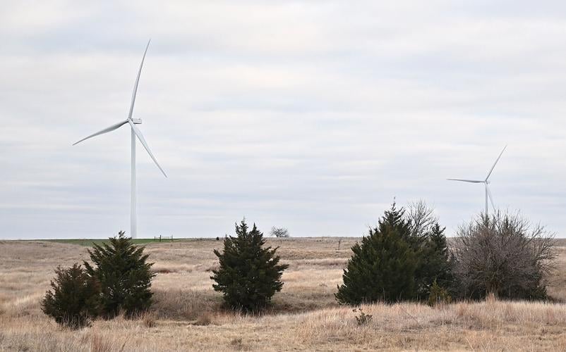 Lawmakers, conservationists work to eradicate invasive tree species in ...