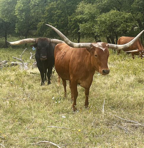 Area cattleman works to provide customers with 'high-quality beef' | Ag ...