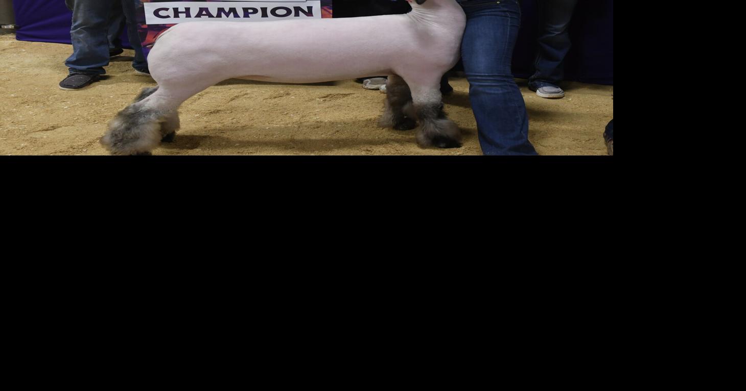 Fairview girl shows grand champion ewe | News | enidnews.com