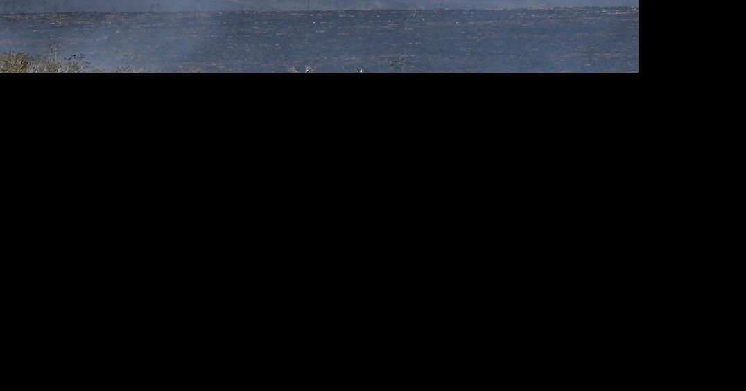 Lawmakers, conservationists work to eradicate invasive tree species in ...